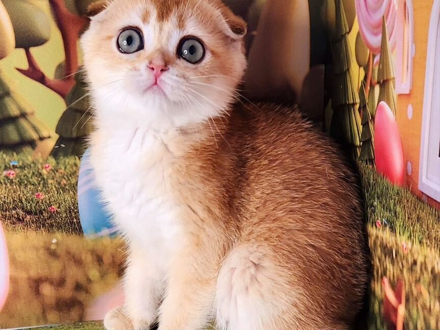 Шотландские золотые шиншиллы