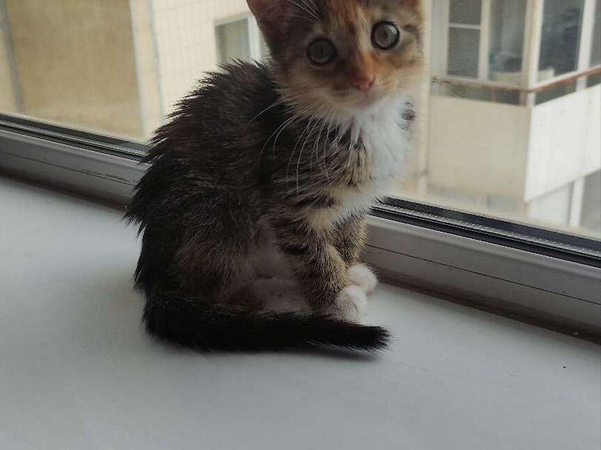 Котёнок в ответственные руки