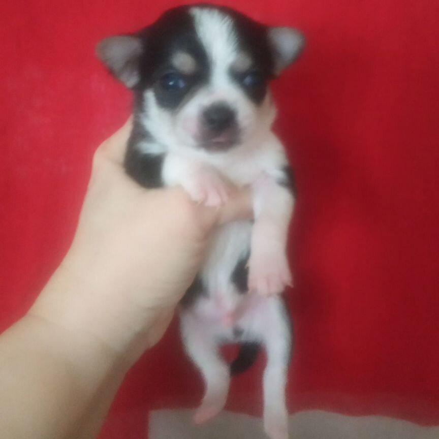 Чихуахуа, щенок