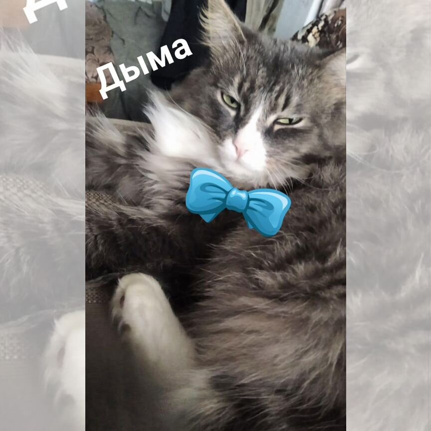 Шикарный котик