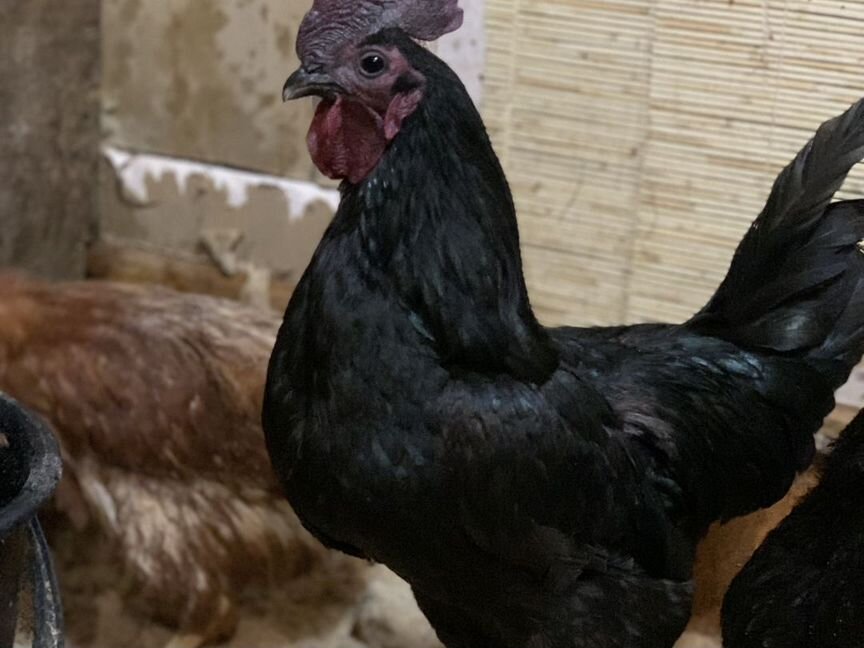 Петухи ухейилюй 2 штуки