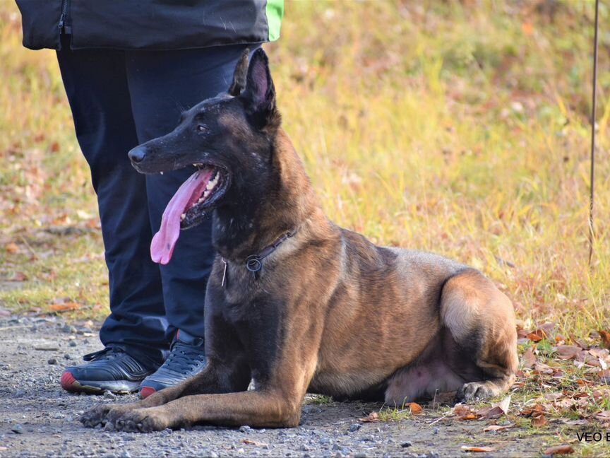 Бельгийская овчарка щенки