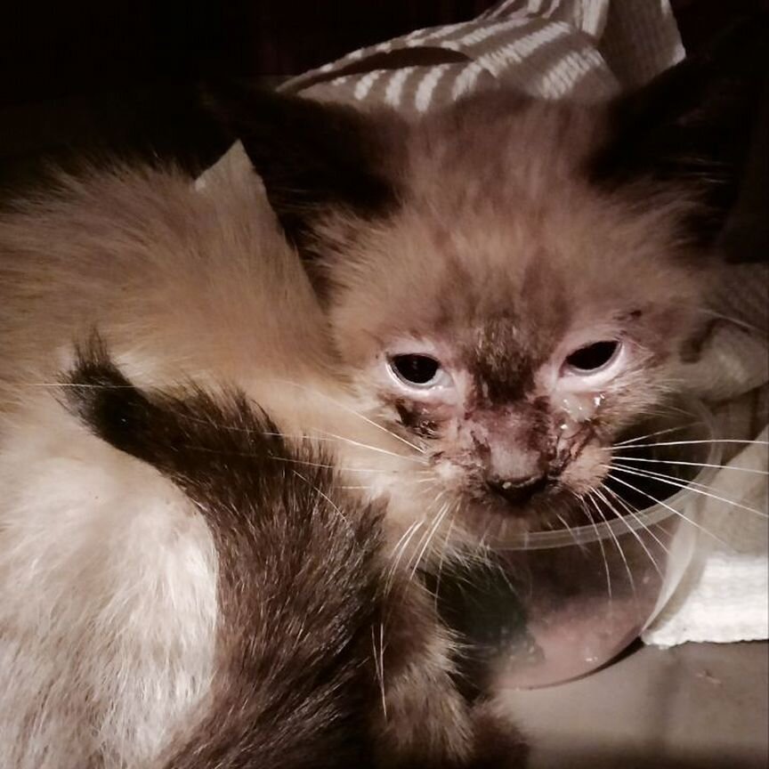 Котик котенок тайский