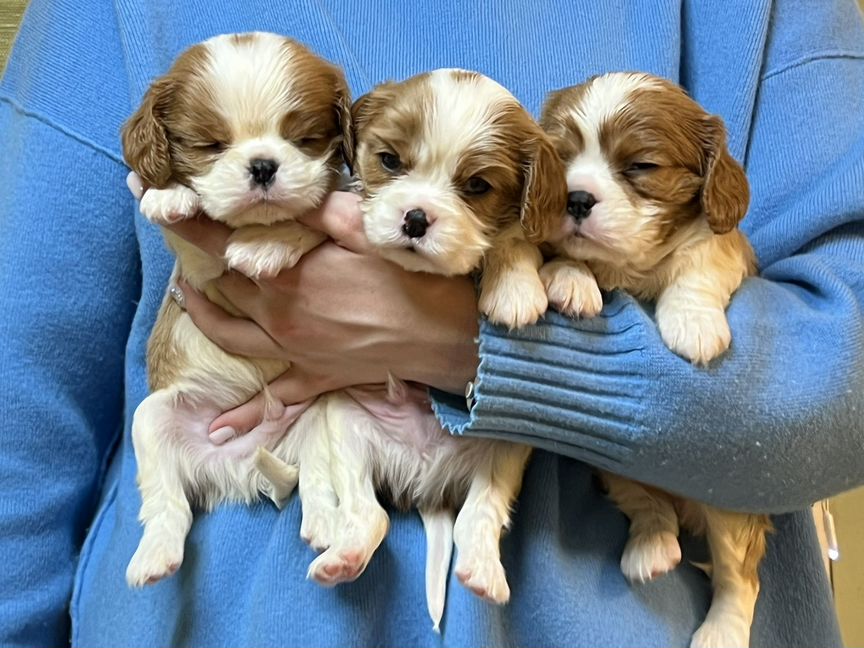 Кинг чарльз спаниель