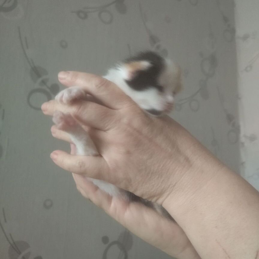 Отдаем котенка полтора недели