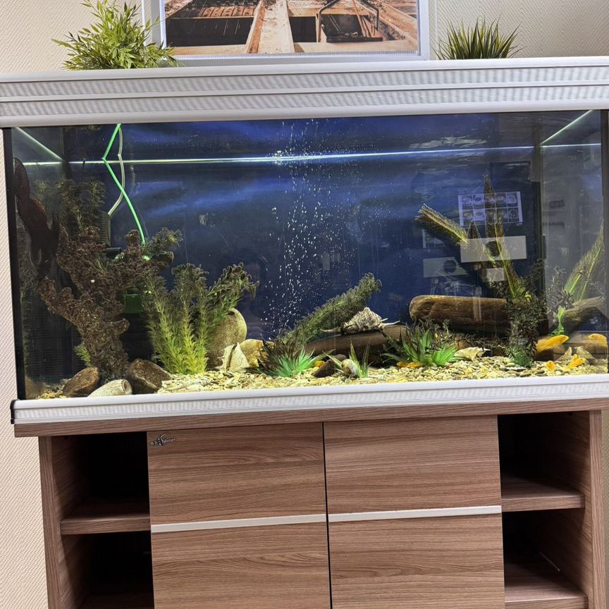 Аквариум и рыбки