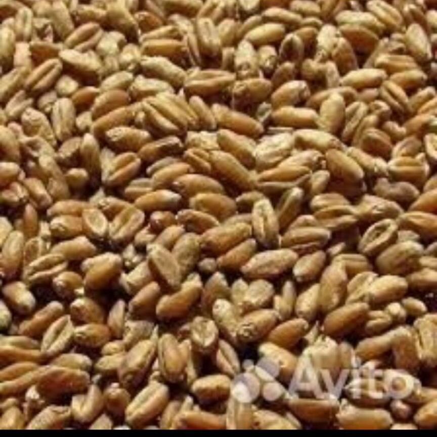 Зерно пшеницы (продам)