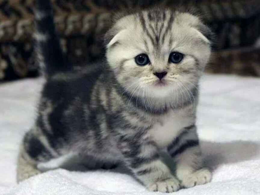Шотландские вислоухие котята
