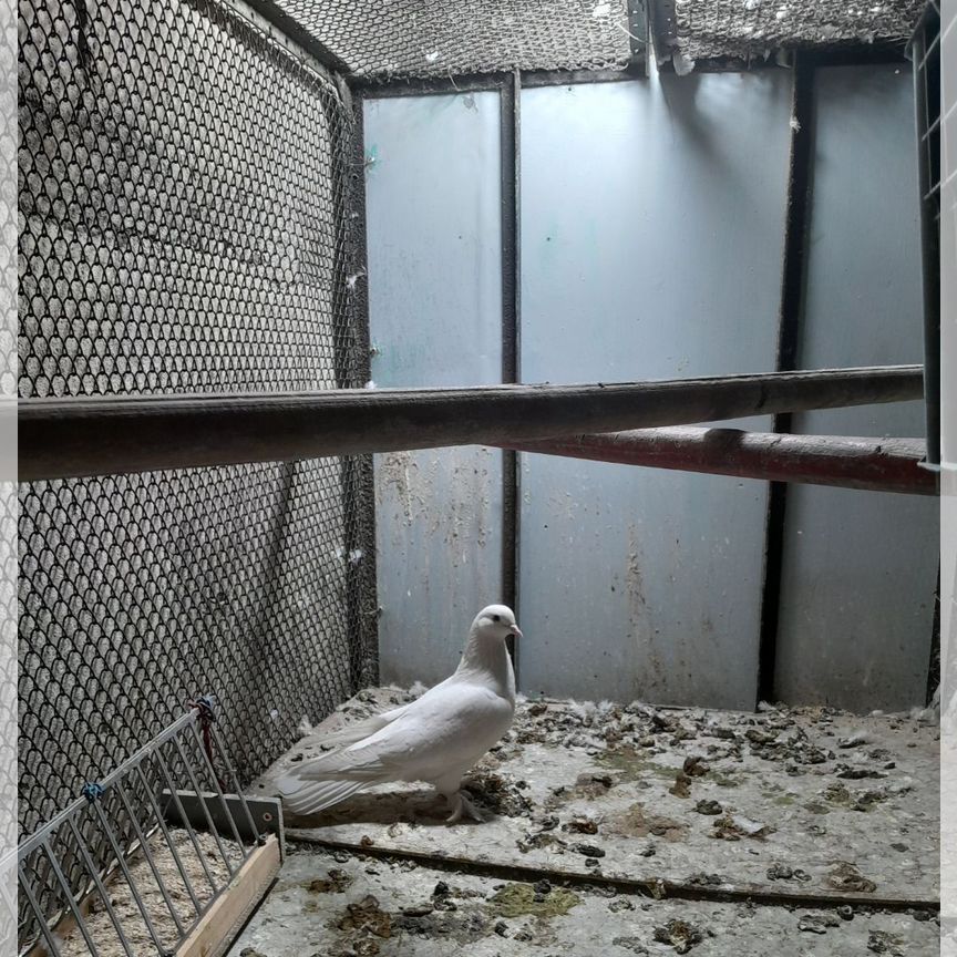 Продажа бакинских голубей