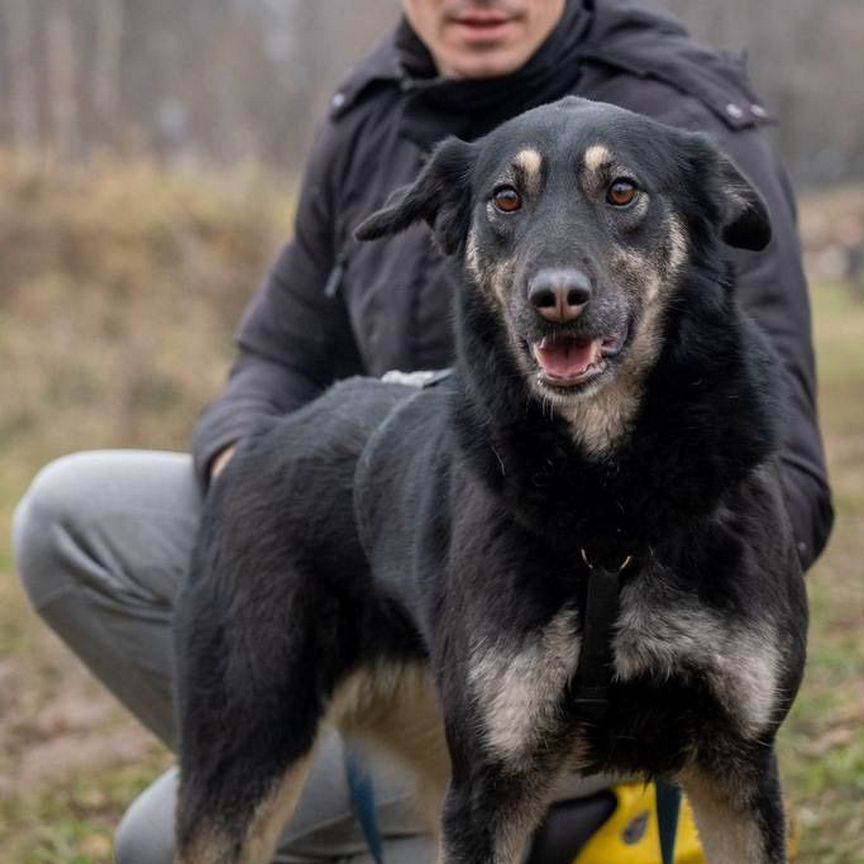 Взрослая собака в добрые руки