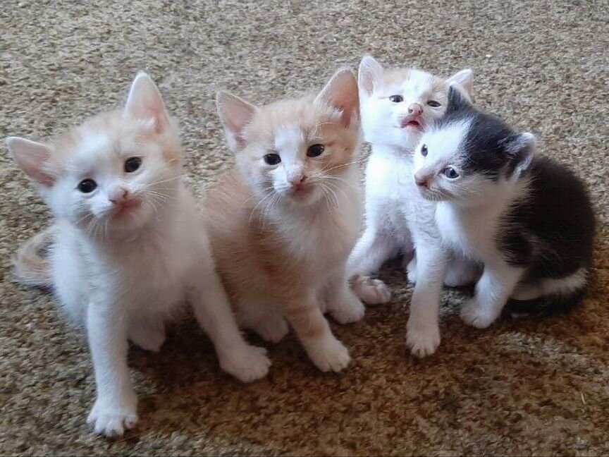 Котята в добрые руки