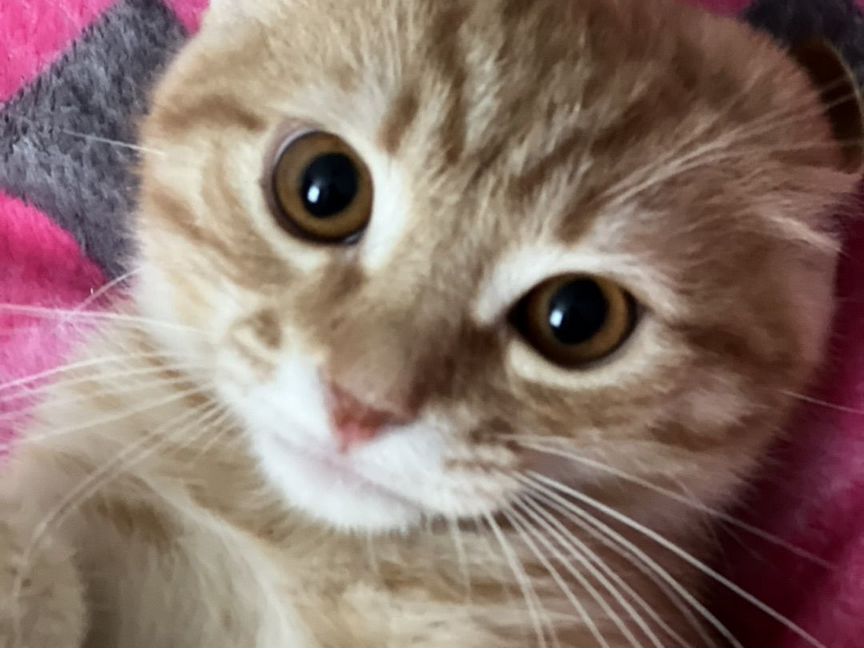 Британский котенок