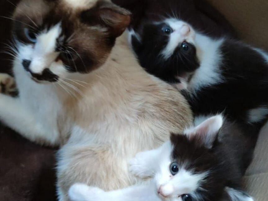 Котята и кошечка в добрые руки
