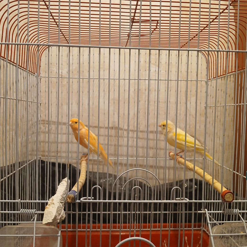 Канарейки