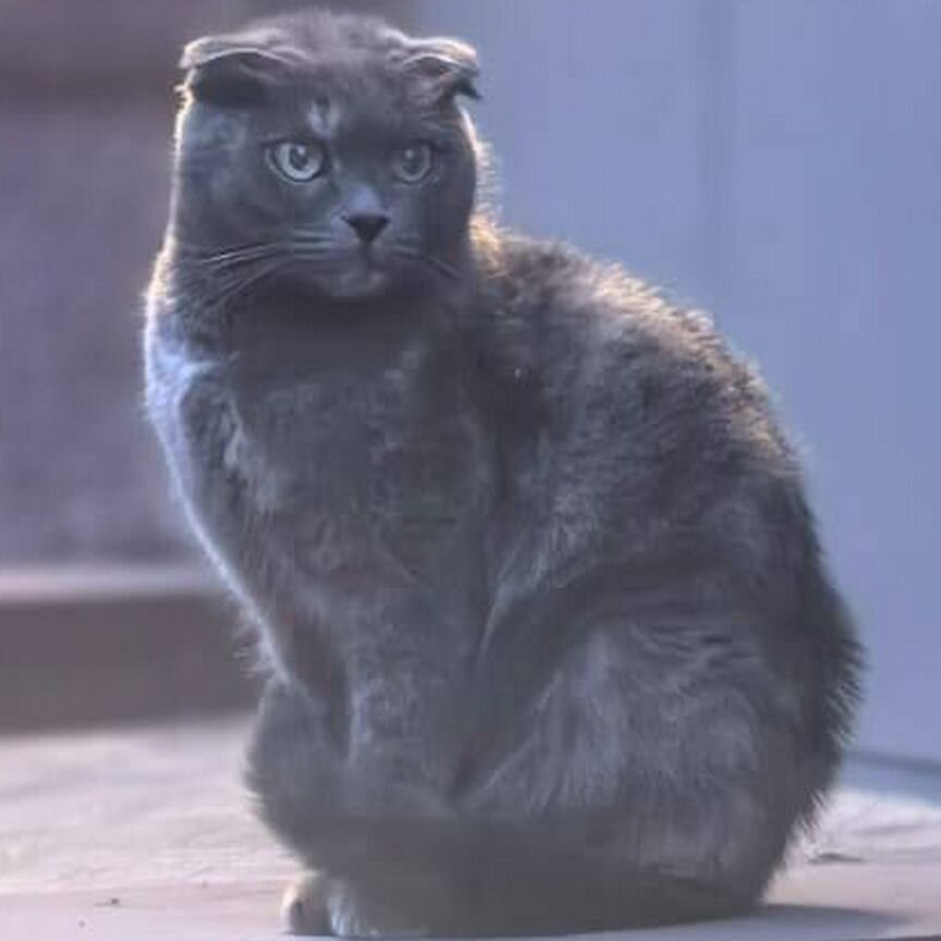 Шотландский вислоухий короткошёрстный котёнок