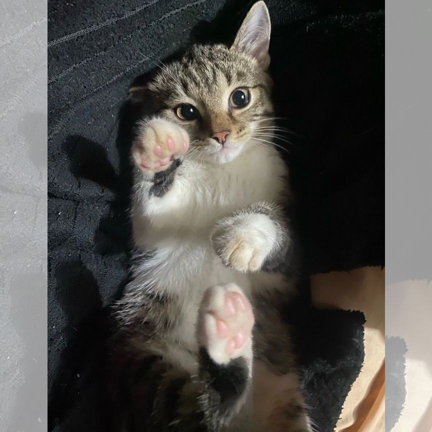 Котёнок в добрые руки