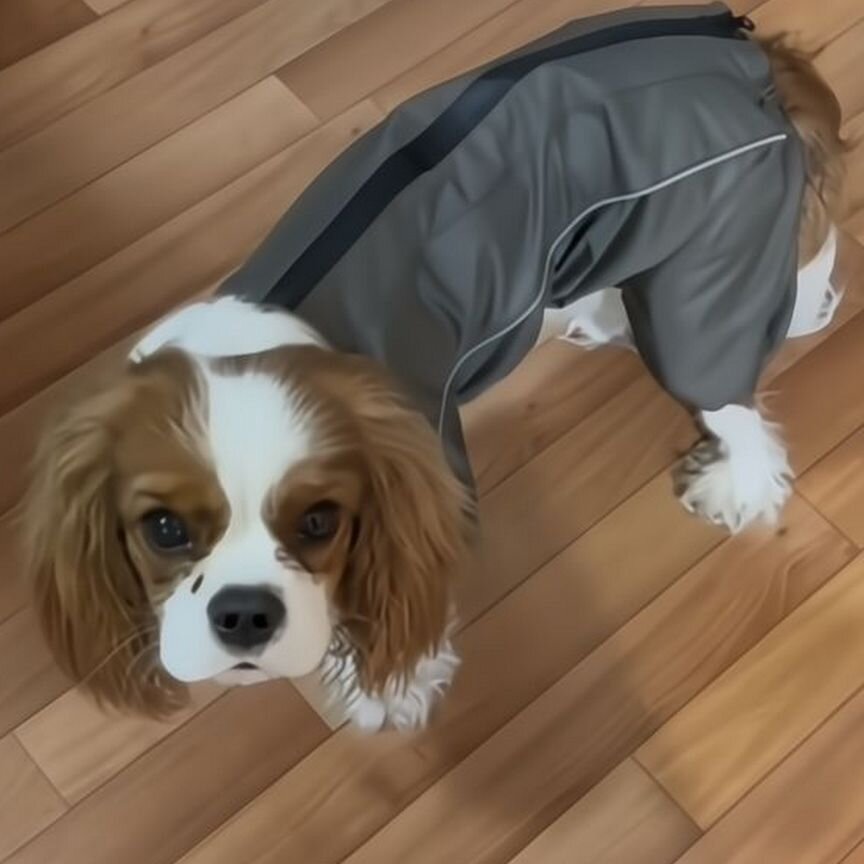 Комбинезон демисезонный для собак