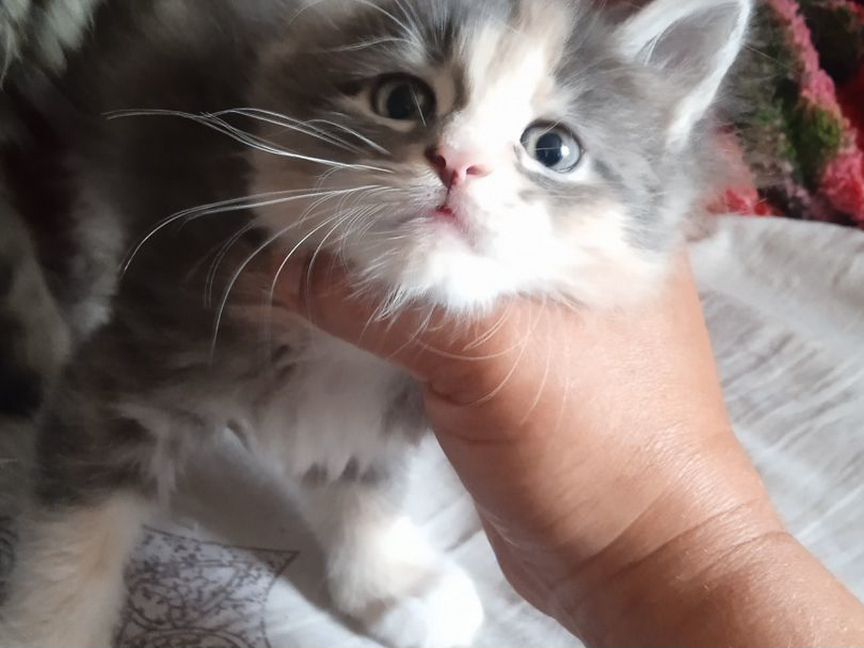 Котенок мейкун