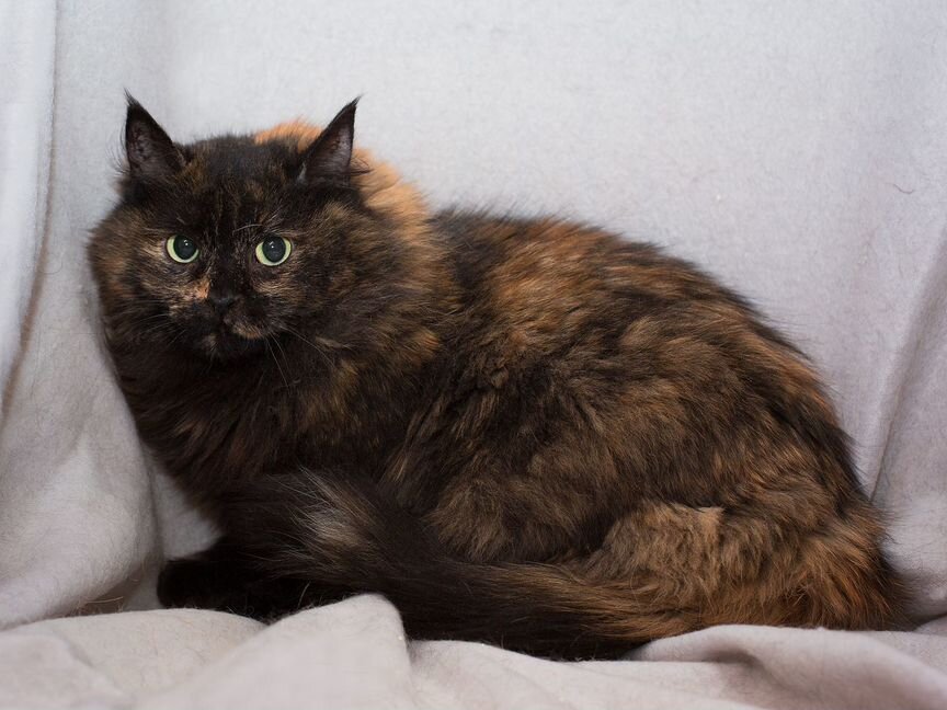 Пушистая красавица Черепашка в добрые руки