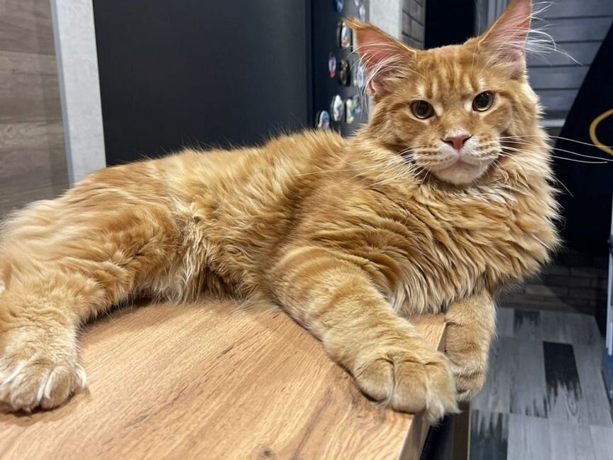 Кошечка от мейн-кун, 3,5.мес в добрые руки