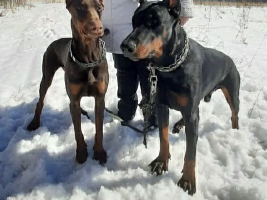 Щенки добермана
