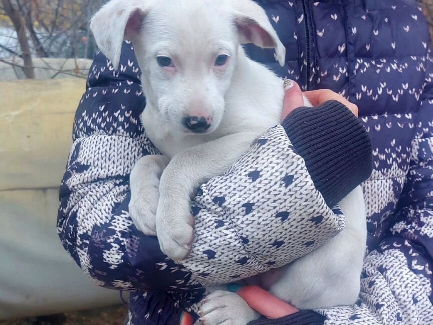 Альба в добрые руки