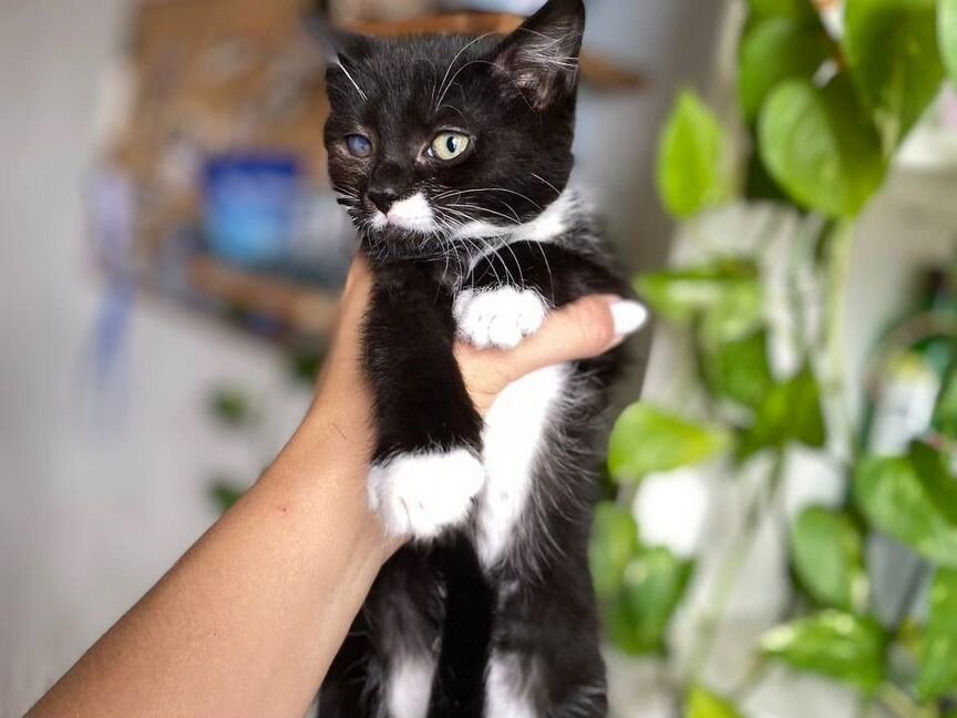 Котенок Принцесса