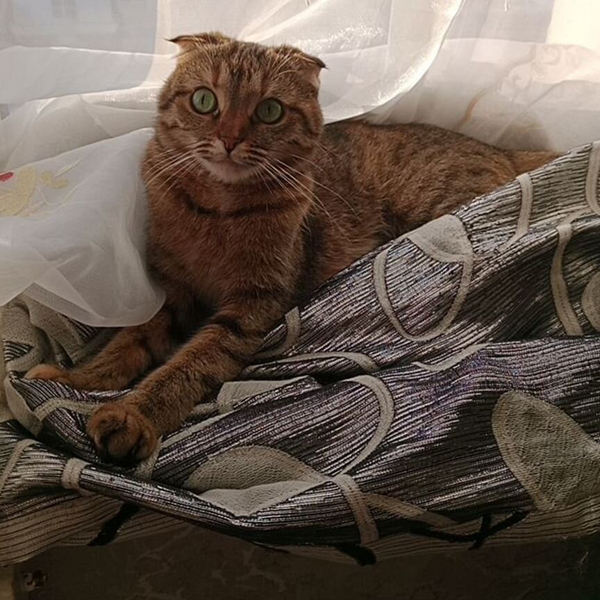 Британская короткошёрстная, взрослая кошка