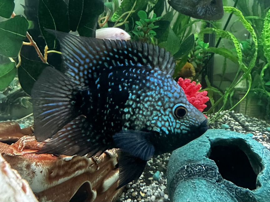 Бриллиантовая цихлозома