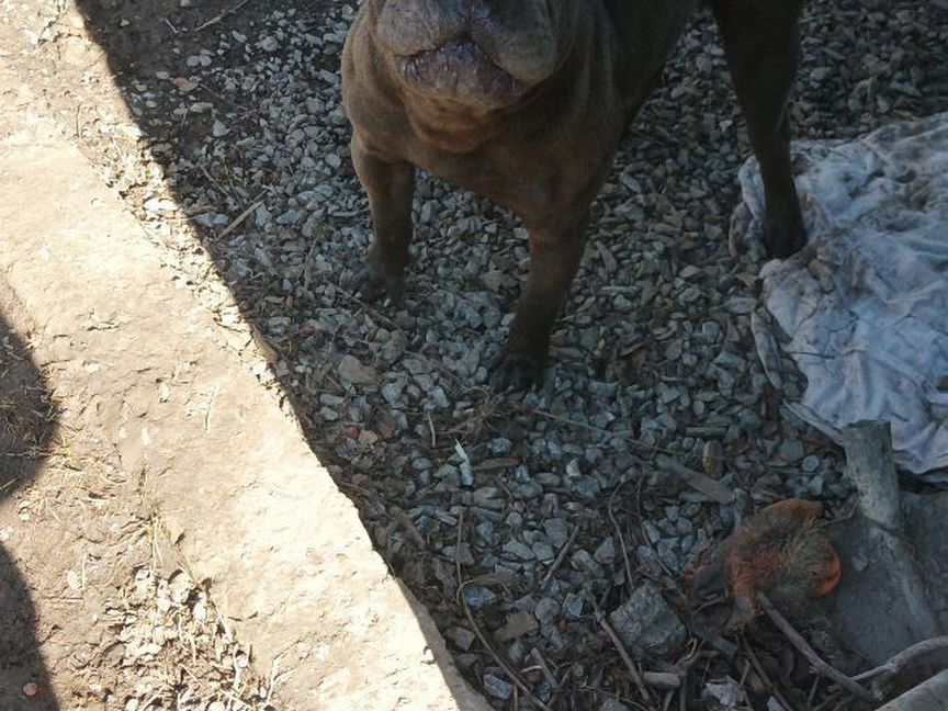 Найдена собака шарпей