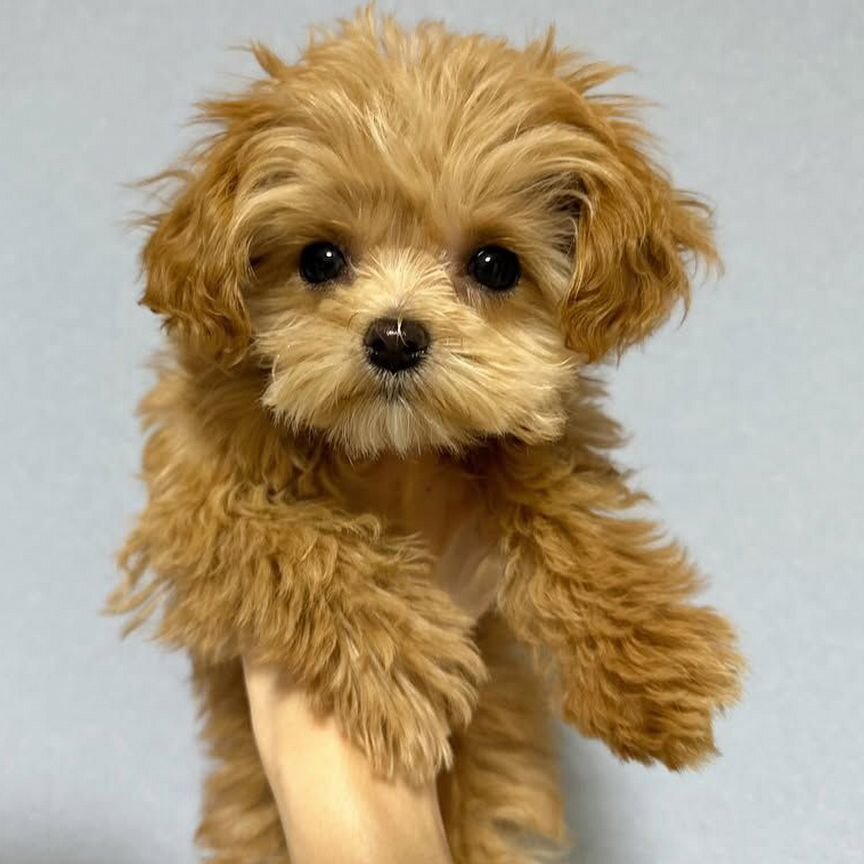 Мальтипу, щенок