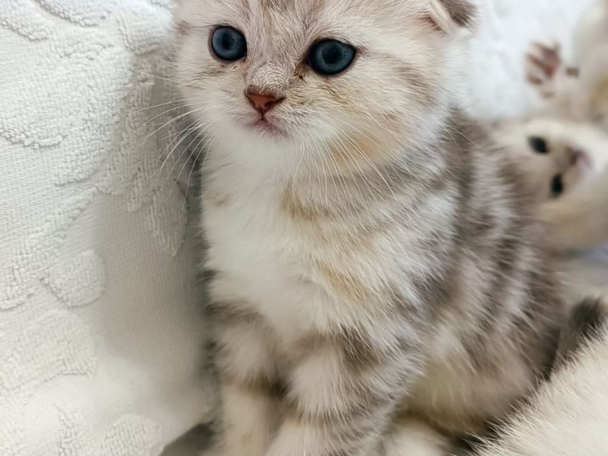 Вислоухий мраморный шотландец