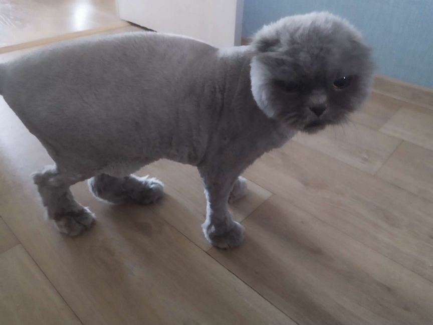 Шотландский вислоухий кот