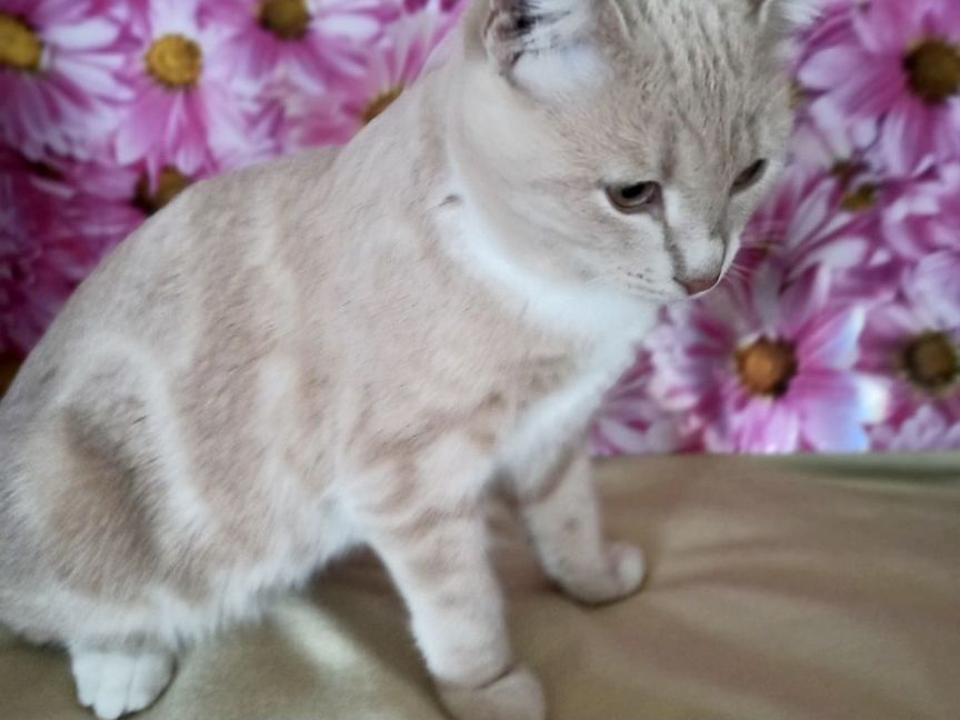 Котенок Персик