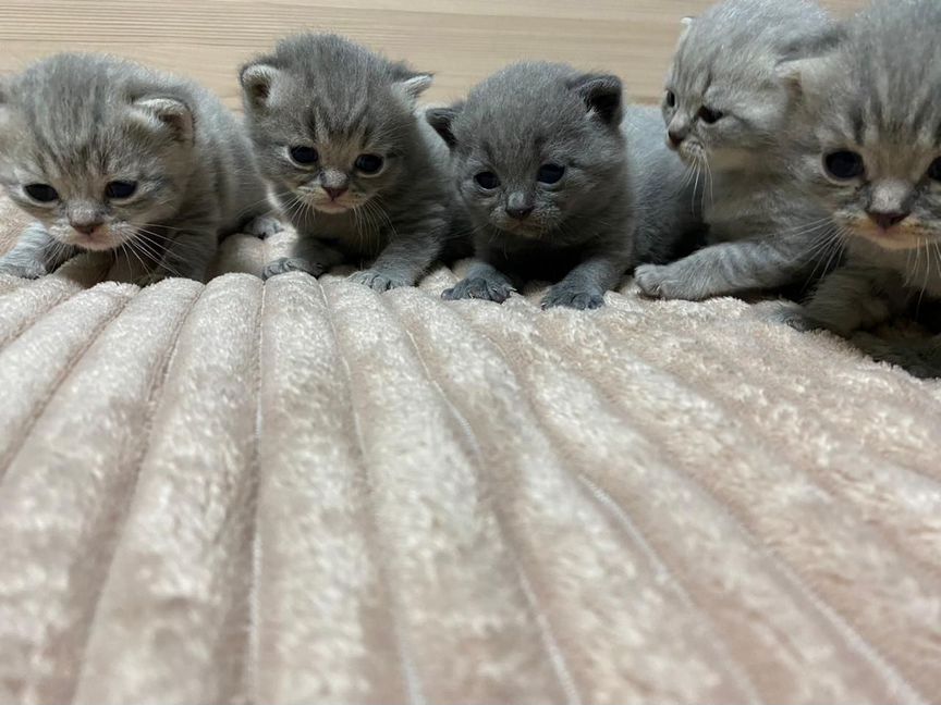 Британская