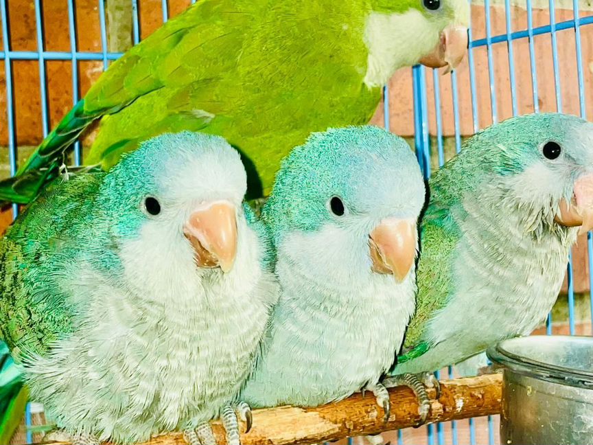 Попугаи калита монах квакер