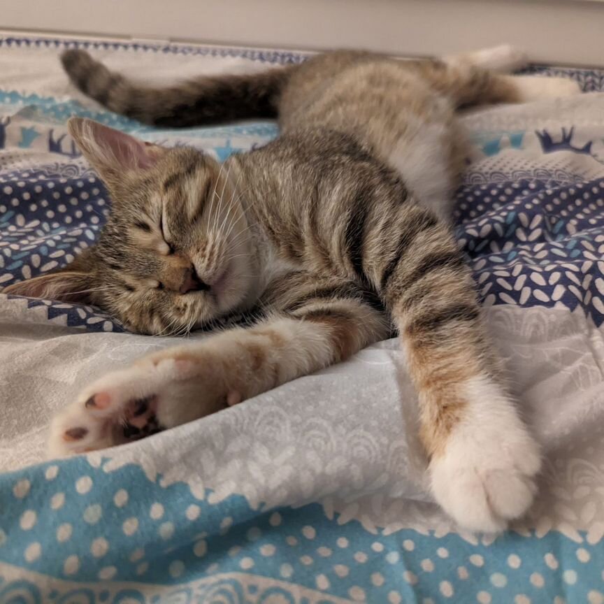 Кошка 2 месяца
