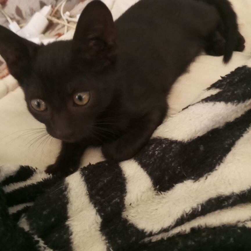 Котята на удачу