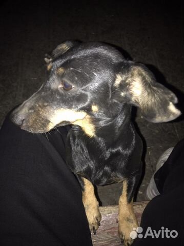 Найдена собака такса