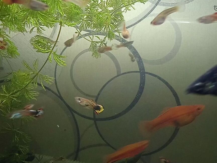 Аквариумные рыбки