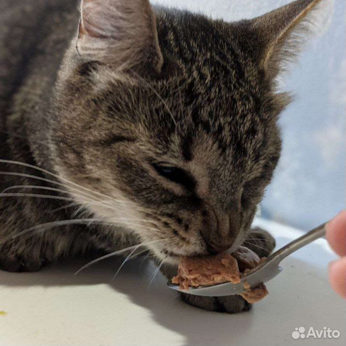 Кошка с изюминкой