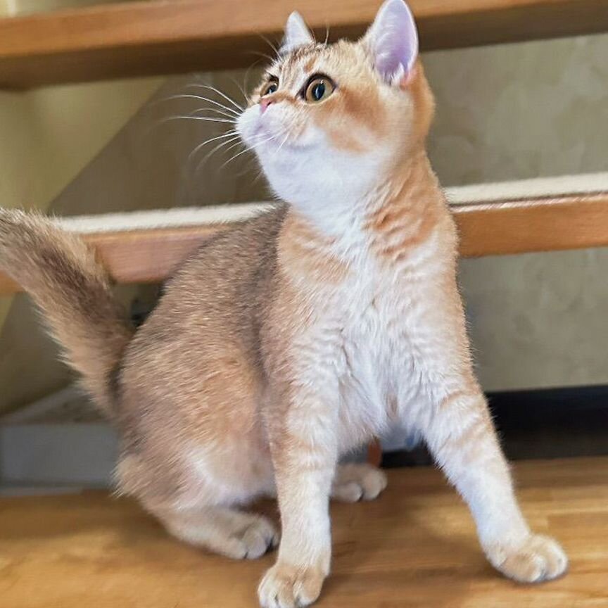 Кошка золотая шиншилла скоттиш страйт