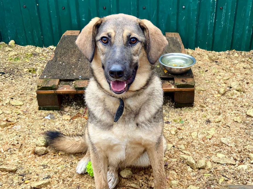 Щенок ищет дом