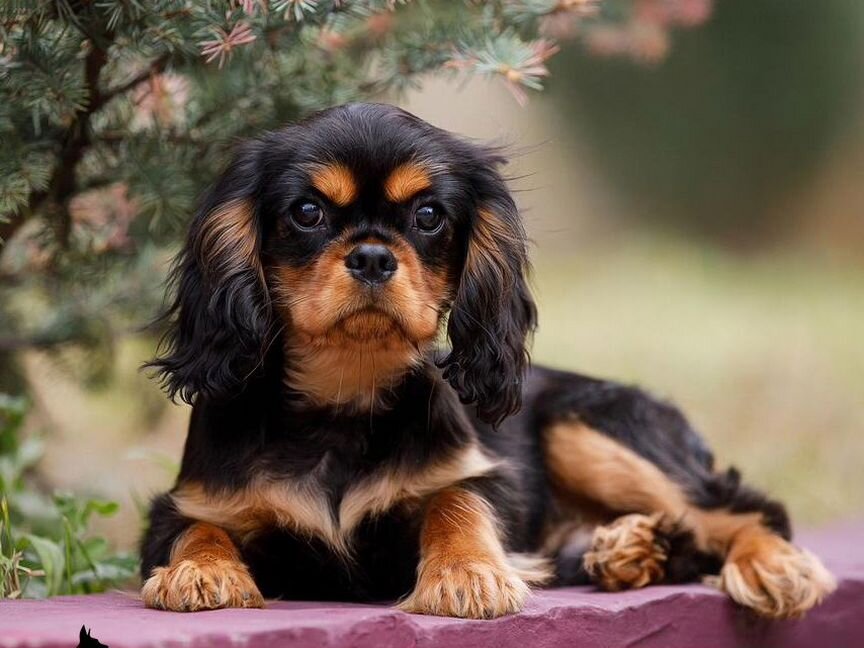 Кавалер Кинг Чарльз спаниель рубин и чёрноподпалый