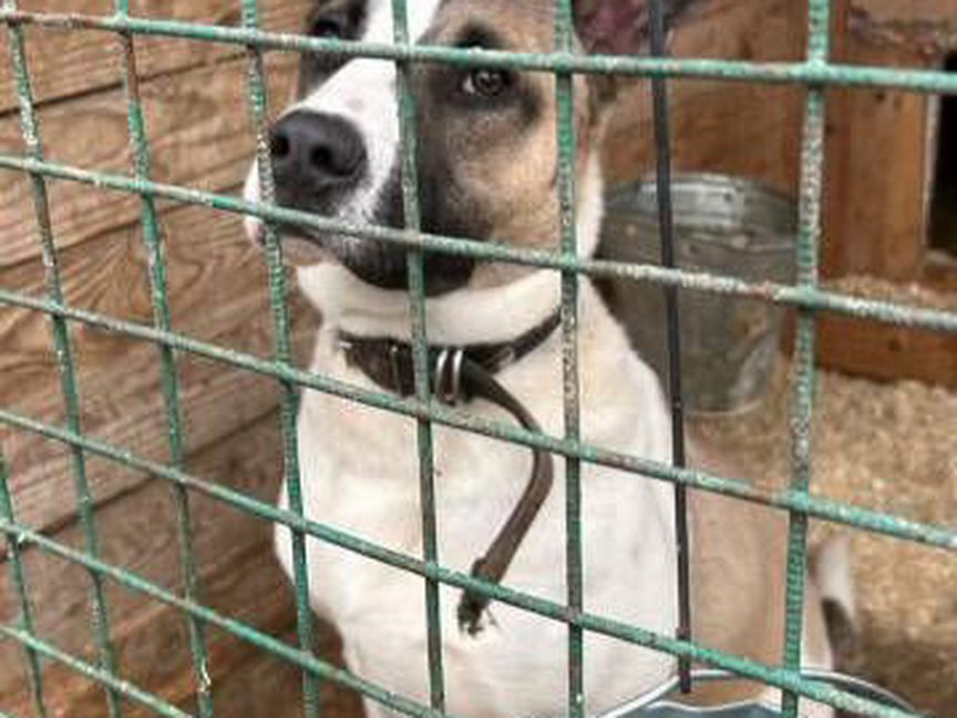 Метис амстаффа замерзает в приюте