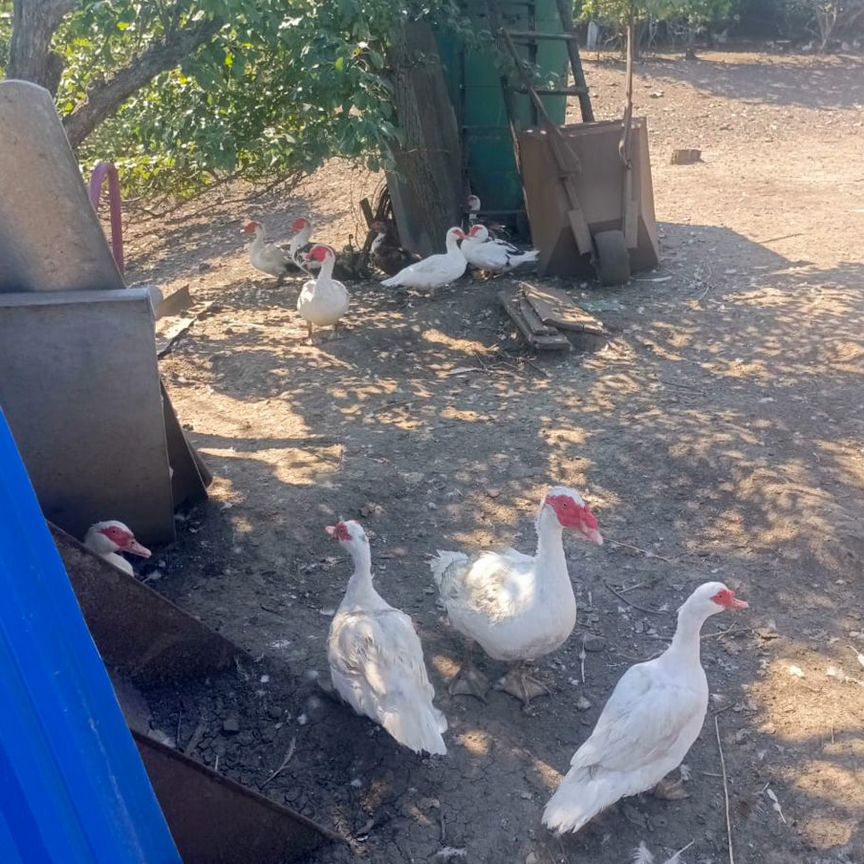 Индоутки на племя