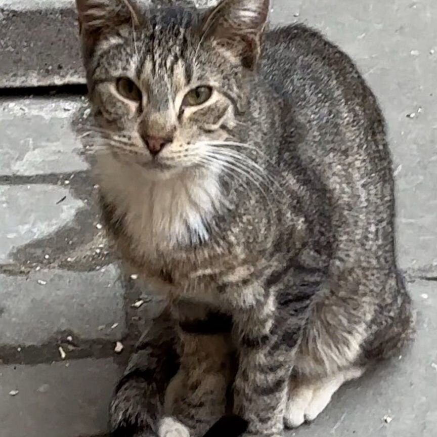 Бродяга кот ищет дом