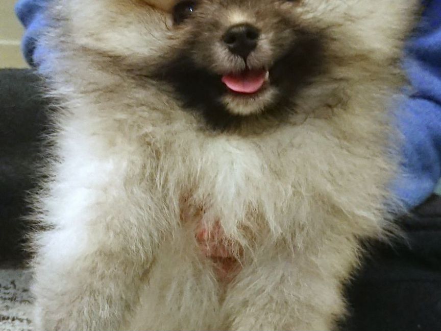 Померанский шпиц