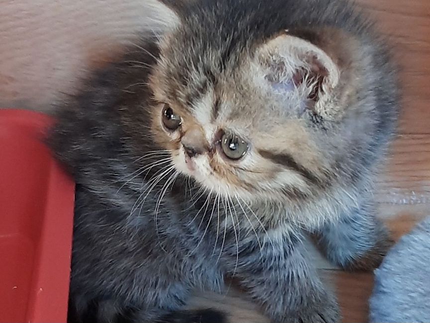 Персидские котята