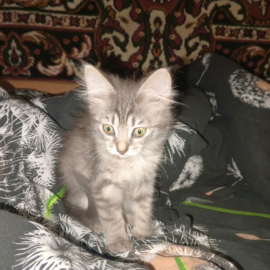 Котёнок в добрые руки